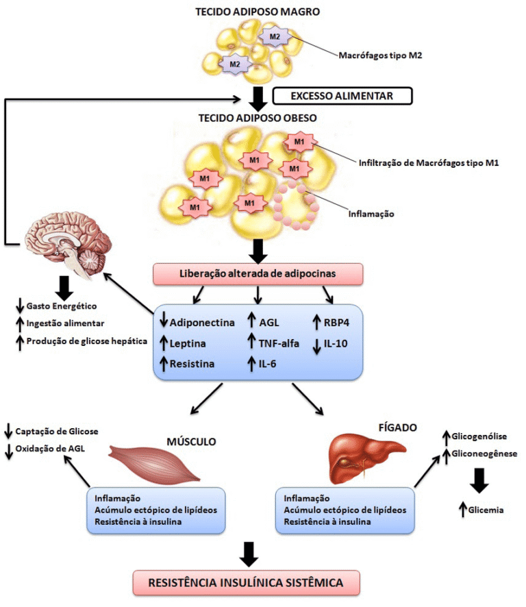 Tecido Adiposo: Estrutura, Funções e Relevância Clínica - Médicos do ...